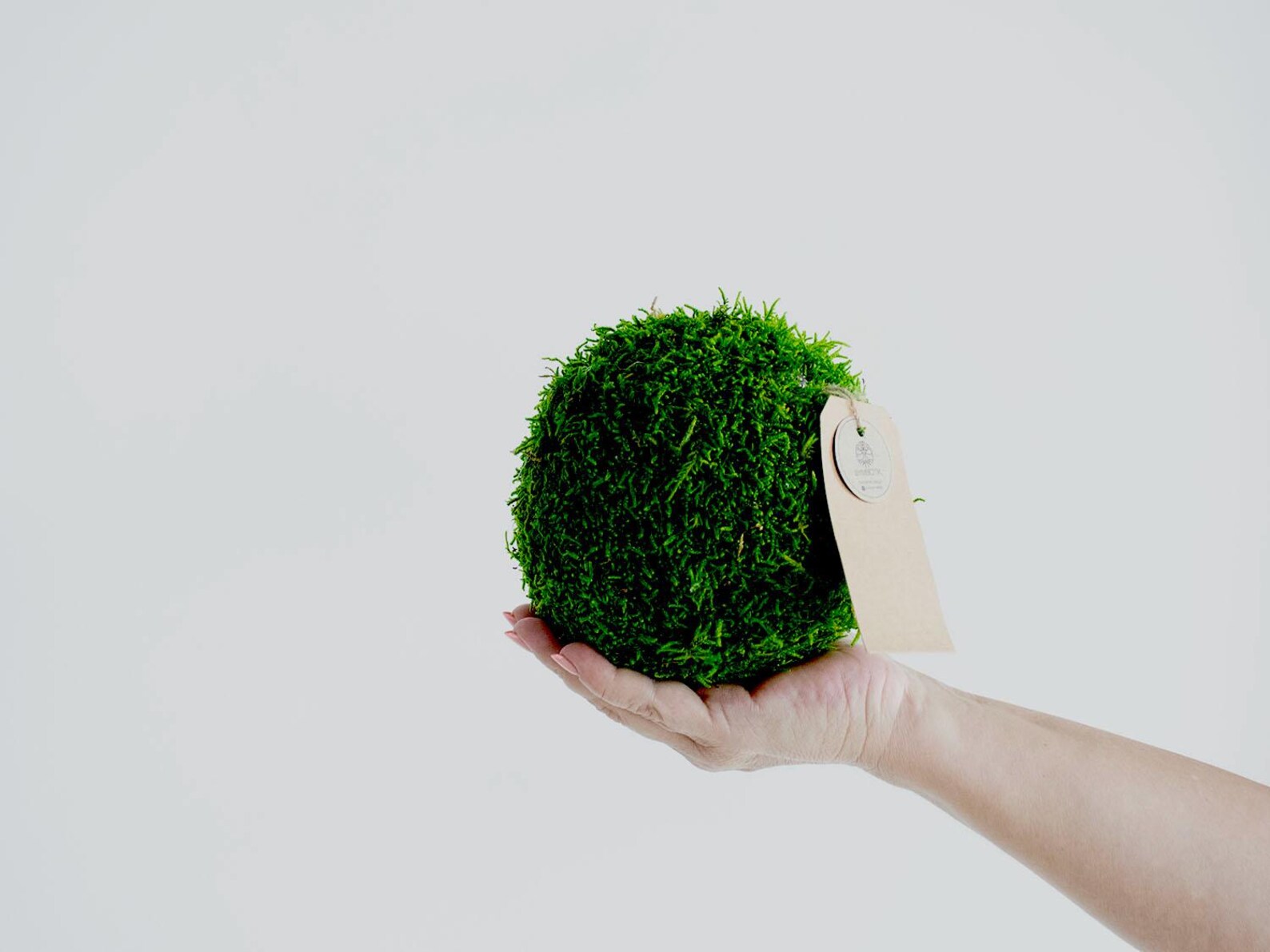 Preserved Fern Moss Balls: Vase Filler, Centerpiece Orbs - Etsy