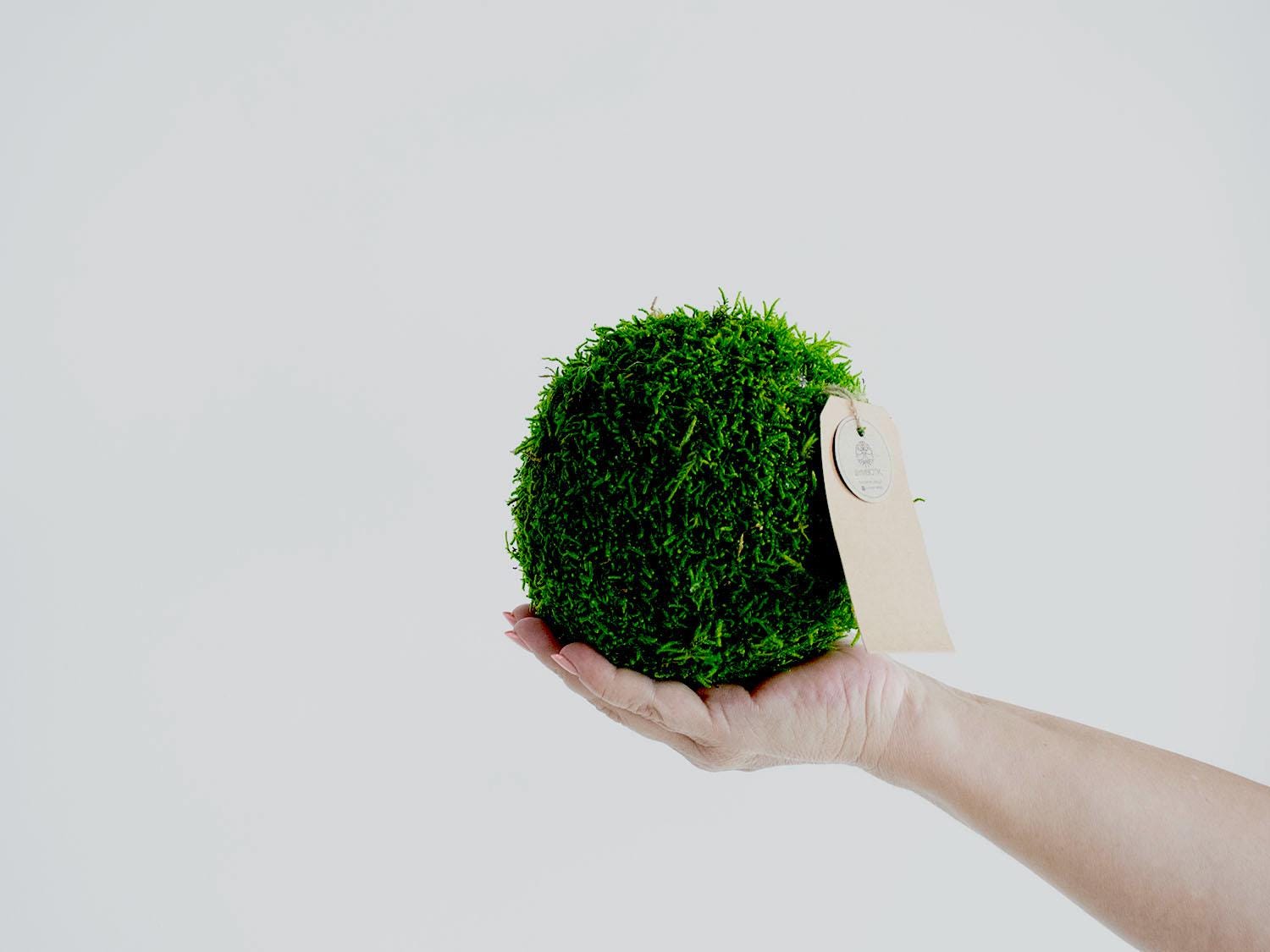 Preserved Fern Moss Balls: Vase Filler, Centerpiece Orbs - Etsy