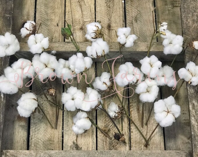9-11” Top Grade REAL Cotton STEMS/ Dried/ Weddings/ Decor/ Fall - Etsy