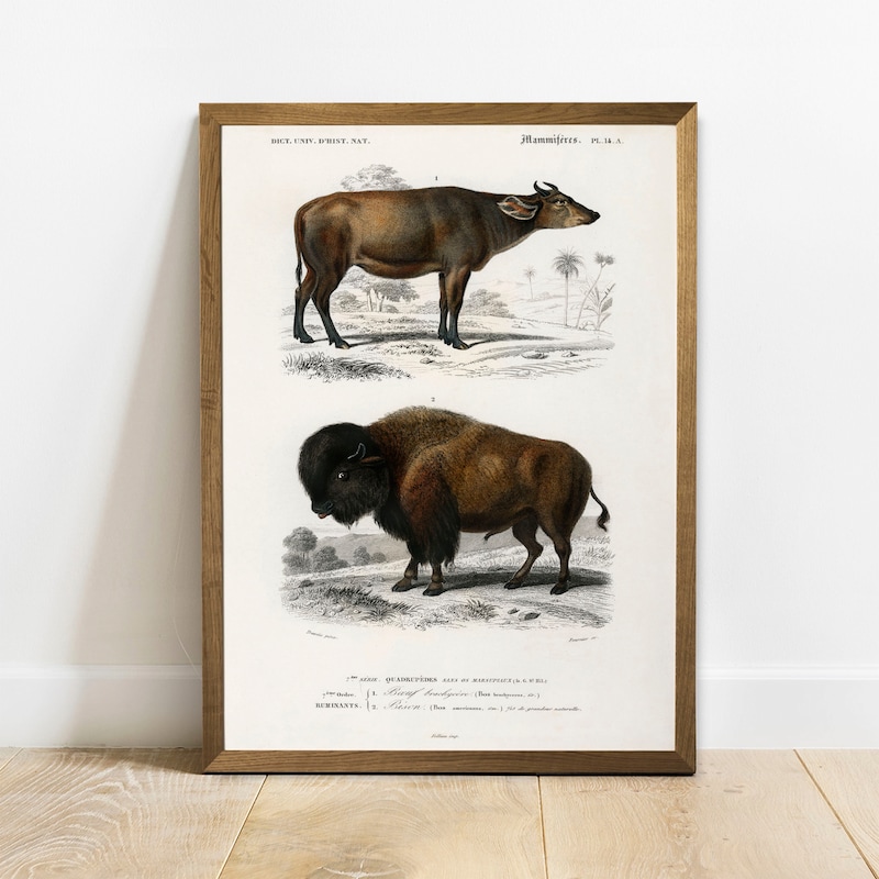 Bison Print - Etsy