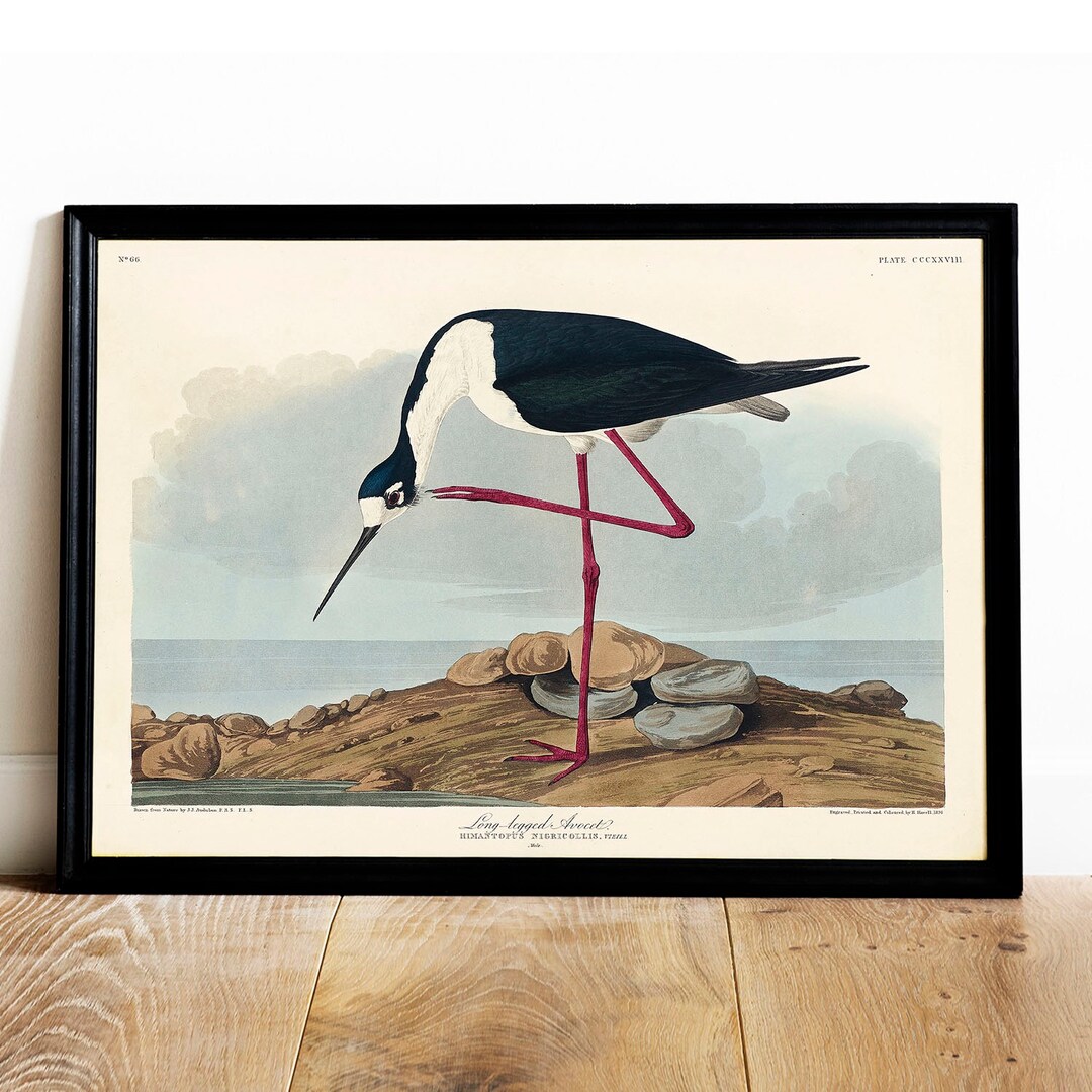 Avocet Print, Antique Bird Painting, Vintage Drawing Poster Wall Art ...