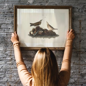 Brown Lark Print, Antique Bird Painting, Vintage Drawing Poster Wall ...