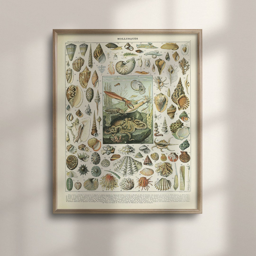 Adolphe Millot Mollusk Poster, Vintage Sea Life Art, Nautical Decor ...