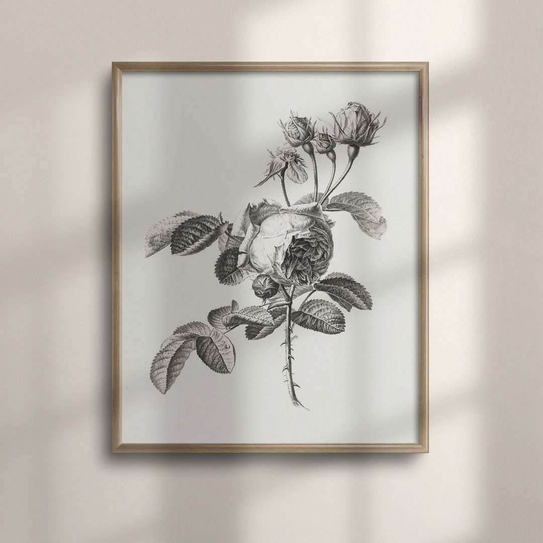 Vintage Rose Sketch, Classic Floral Art, Farmhouse Decor, Etching Art ...