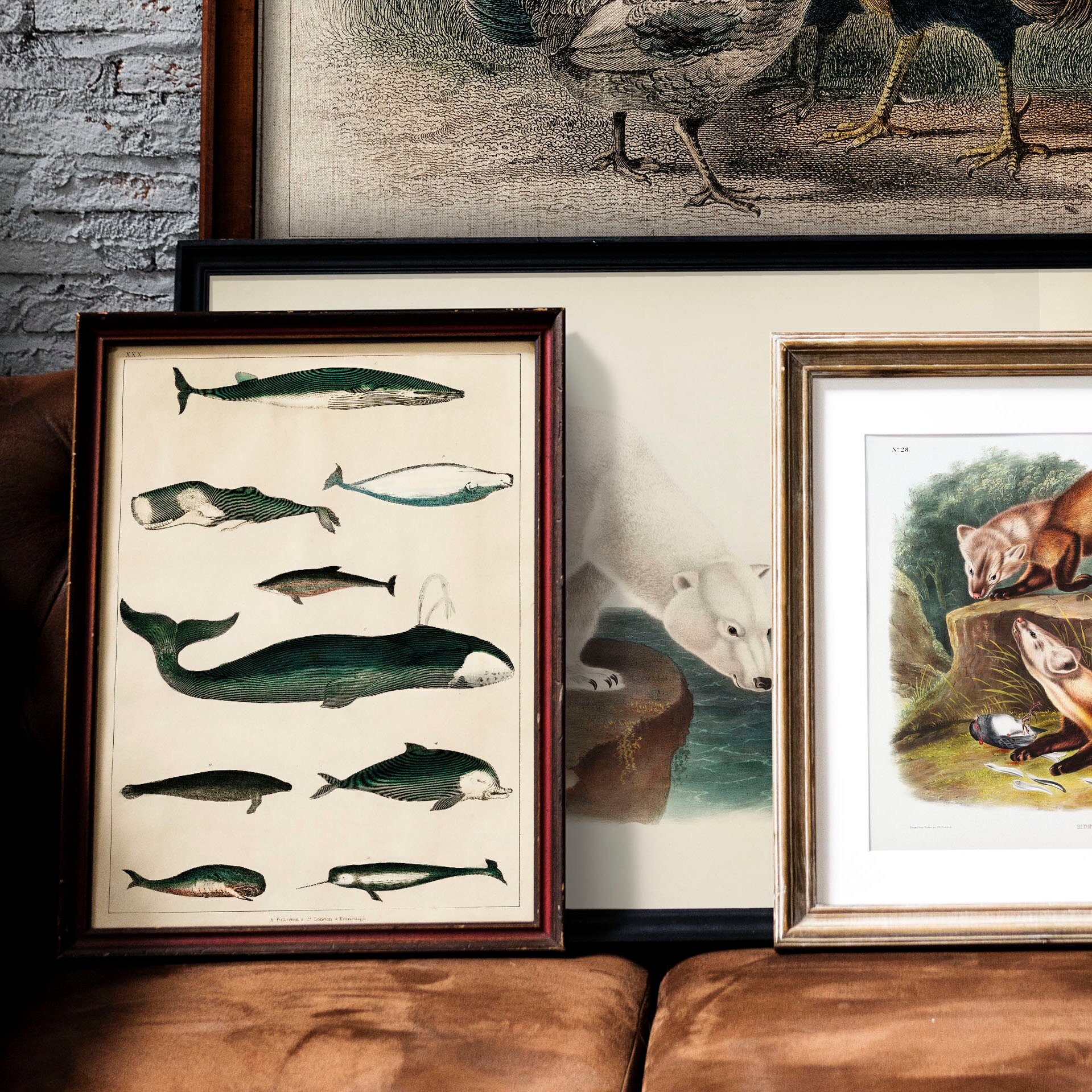 Whale Collection Print: Antique Animal Wall Art - Etsy