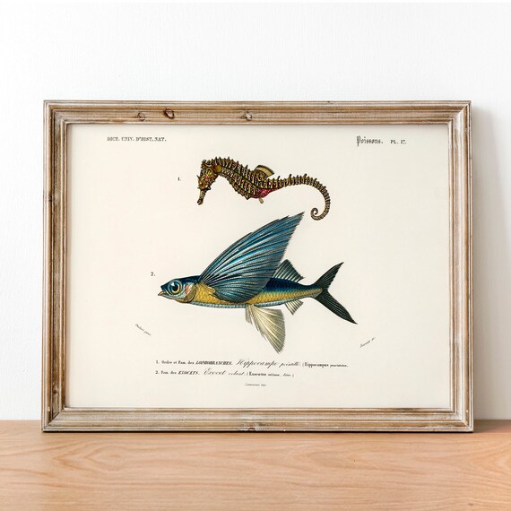 Flying Fish Antique Print Illustration Vintage Fish Poster | Etsy