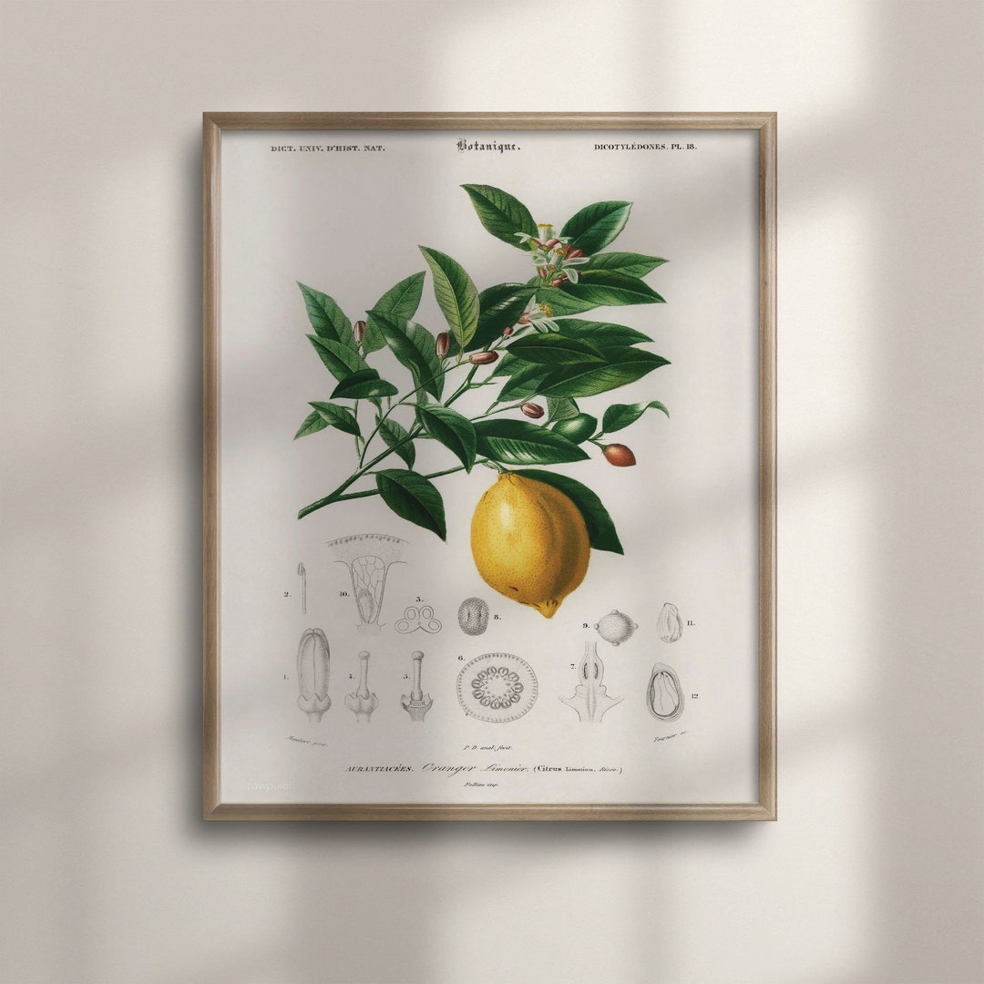 Botanical Lemon Wall Art, Vintage Fruit Poster, Kitchen Decor ...