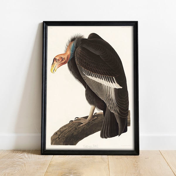 Turkey Vulture Print - Etsy