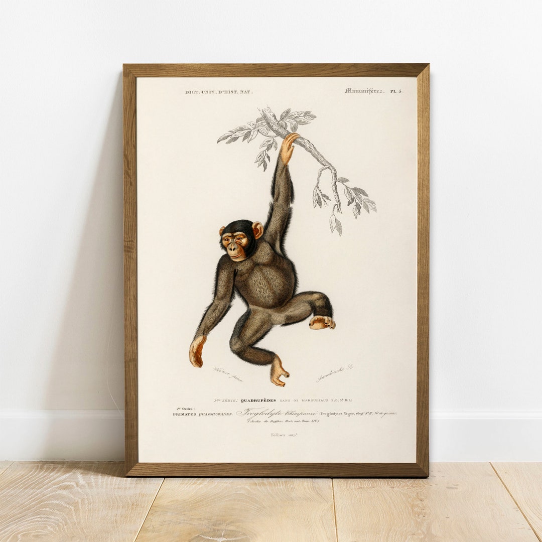 Antique Chimpanzee Print: Vintage Animal Drawing Wall Art - Etsy