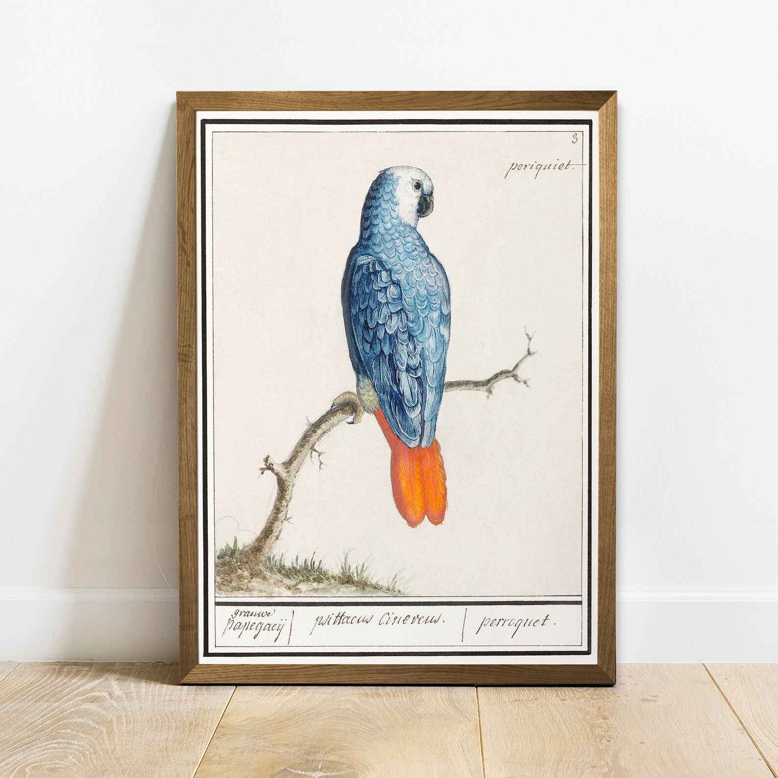 Parrot Print Antique Space Painting Vintage Drawing Poster | Etsy