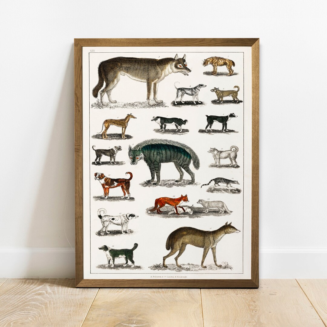 Antique Dog Breeds Print: Vintage Canine Collection Wall Art - Etsy