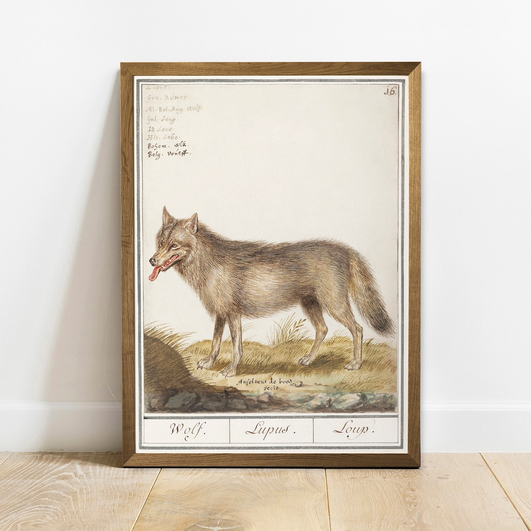 Wolf Print, Antique Space Painting, Vintage Drawing Poster Wall Art ...