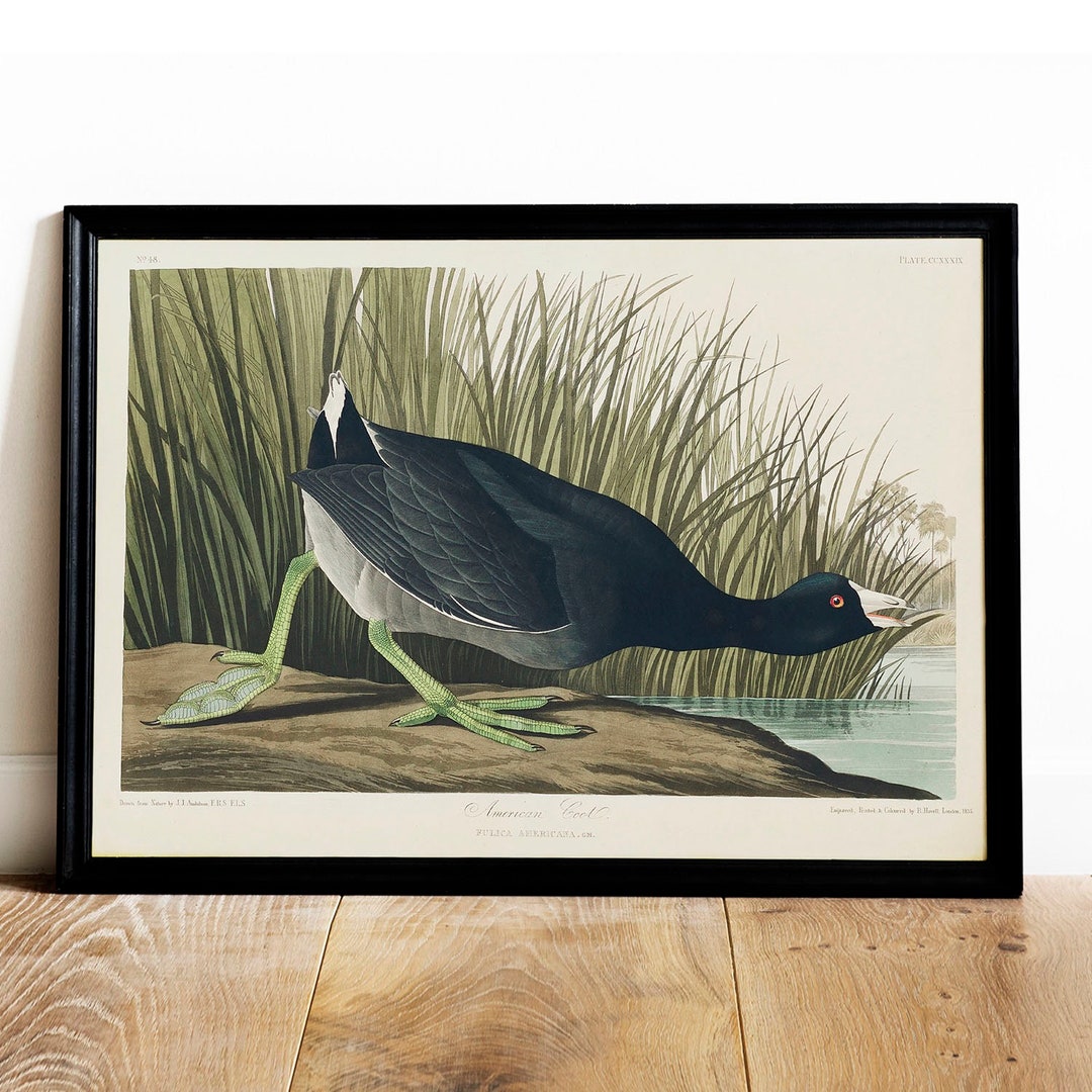 Audubon American Coot Print: Vintage Bird Drawing Wall Art - Etsy