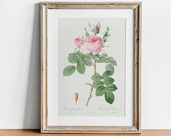 Flower Illustration Red Rose Print Antique Botanical | Etsy