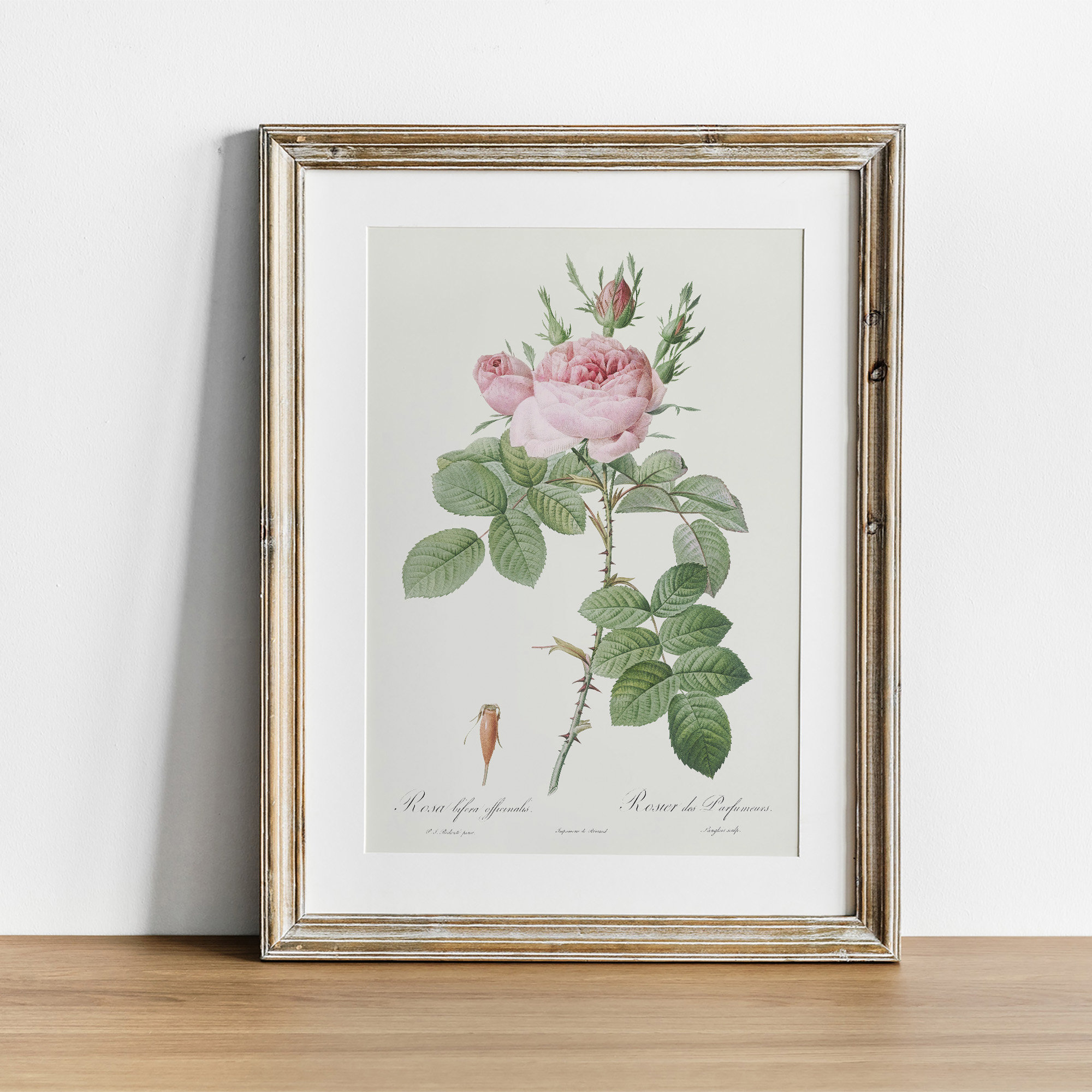 Antique Flower Print Pink Rose Print Antique Botanical | Etsy