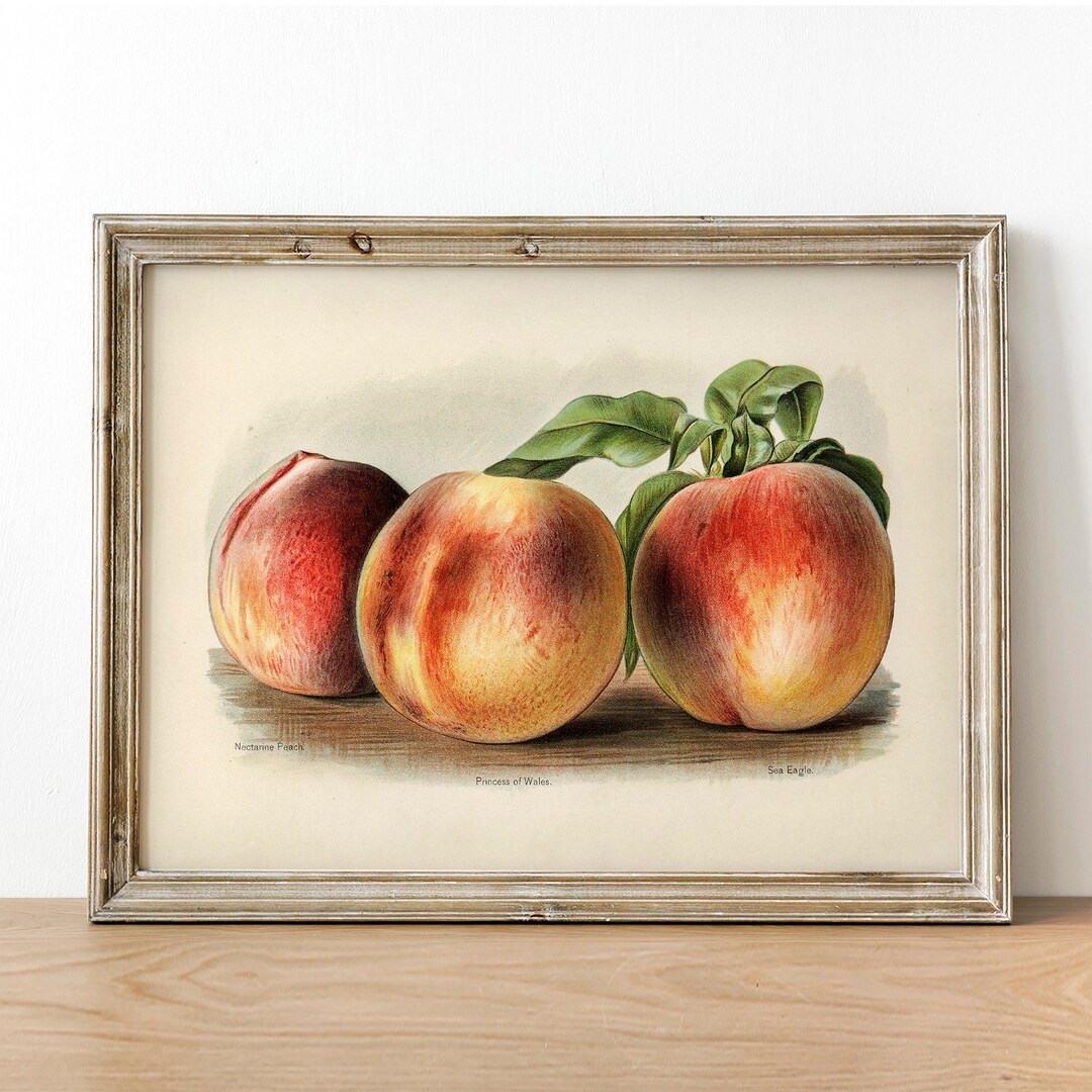 Vintage Fruits Print, Antique Botanical Painting, Vintage Drawing ...