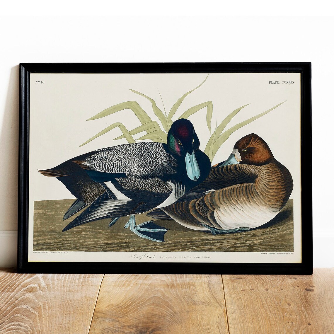 Scaup Duck Print Antique Bird Painting Vintage Drawing | Etsy