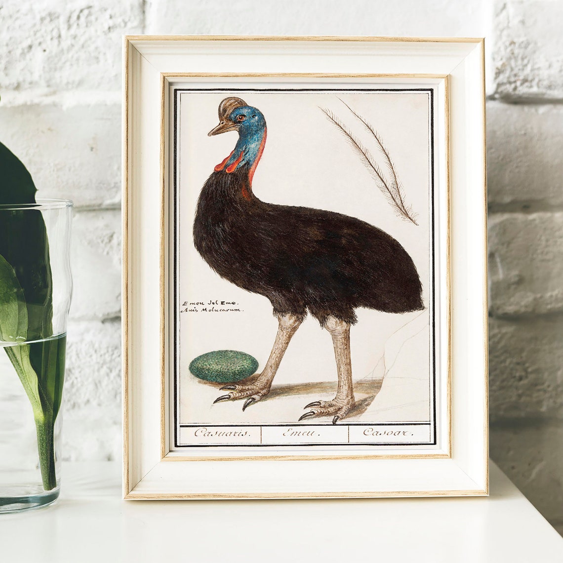 Cassowary Print Antique Space Painting Vintage Drawing | Etsy