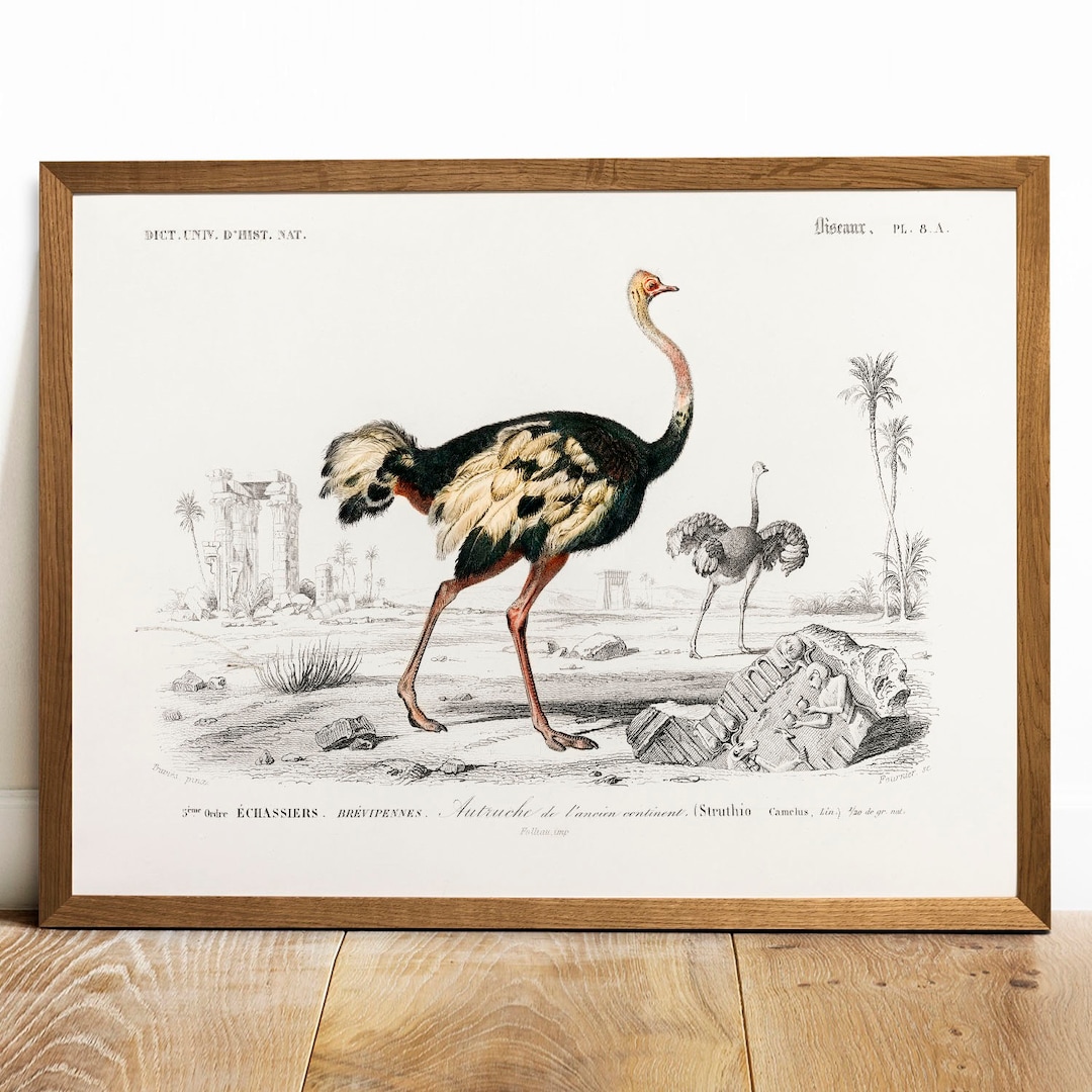 Ostriches Print, Antique Animal Painting, Vintage Drawing Poster Wall ...