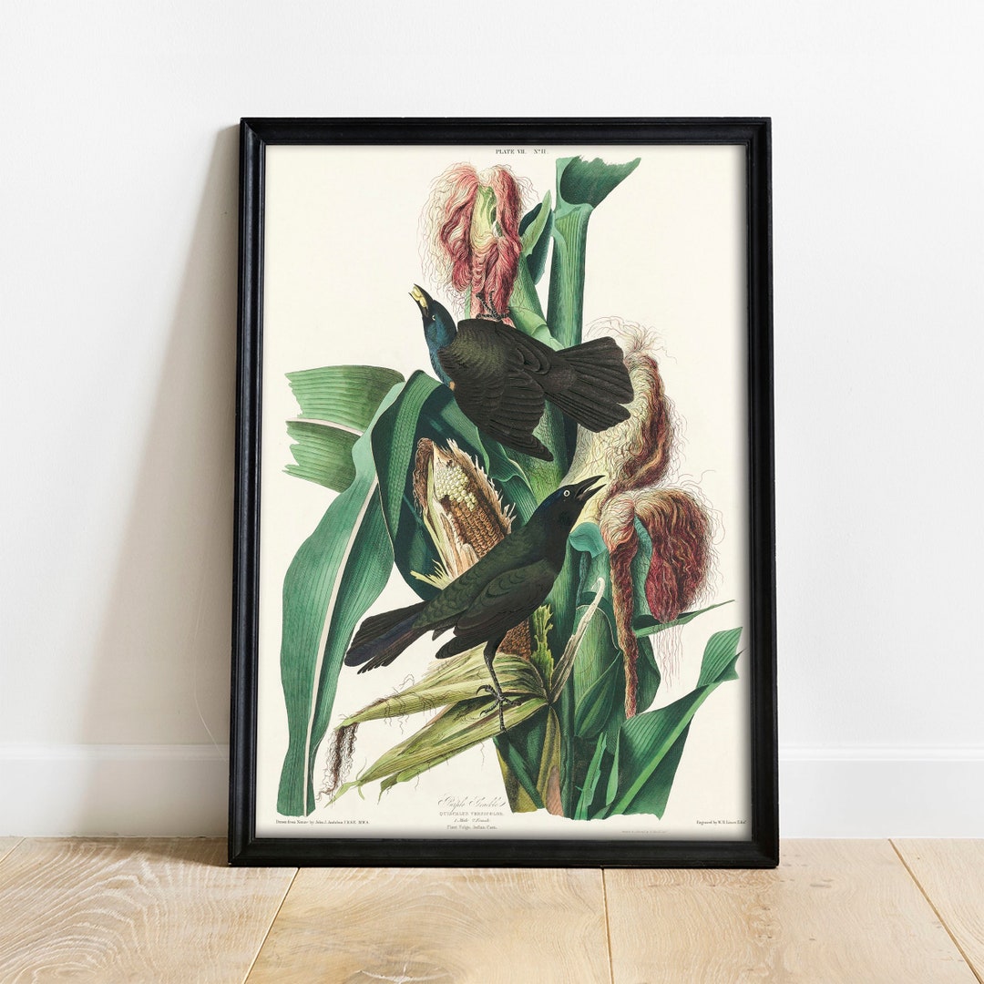 Audubon Crow Blackbird Print: Vintage American Bird Art - Etsy