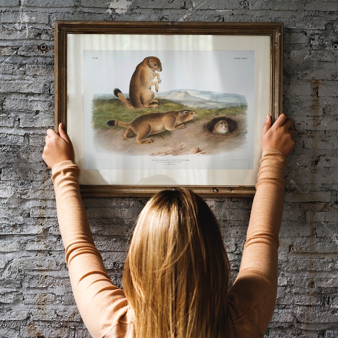 Prairie Dog Print Antique Animal Painting Vintage Drawing - Etsy
