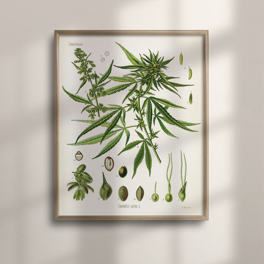 Cannabis Sativa Botanical Art Print, Köhler's Poster, C16-887 - Etsy