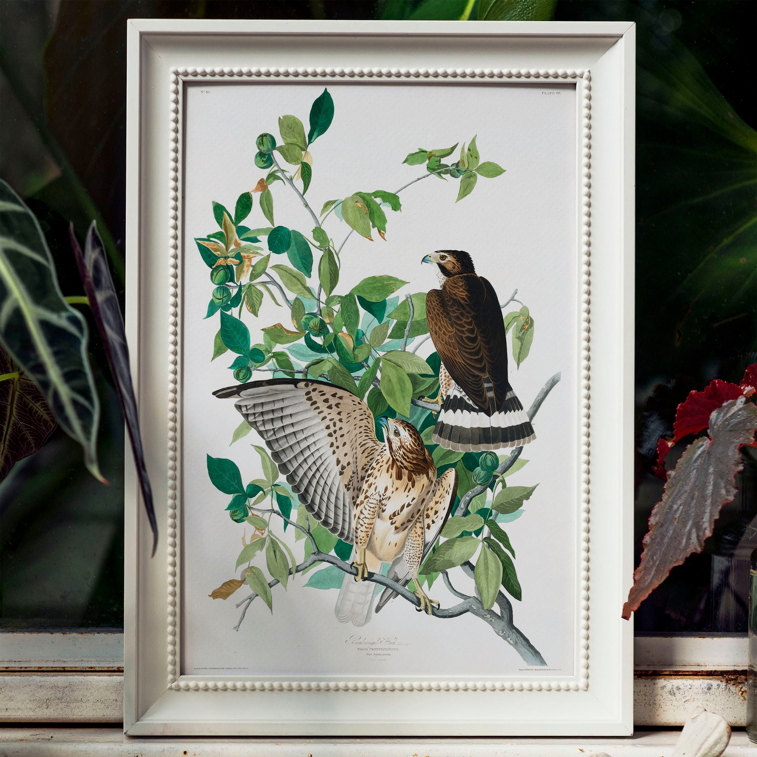 Hawk Print Antique Bird Painting Vintage Drawing Poster Wall | Etsy