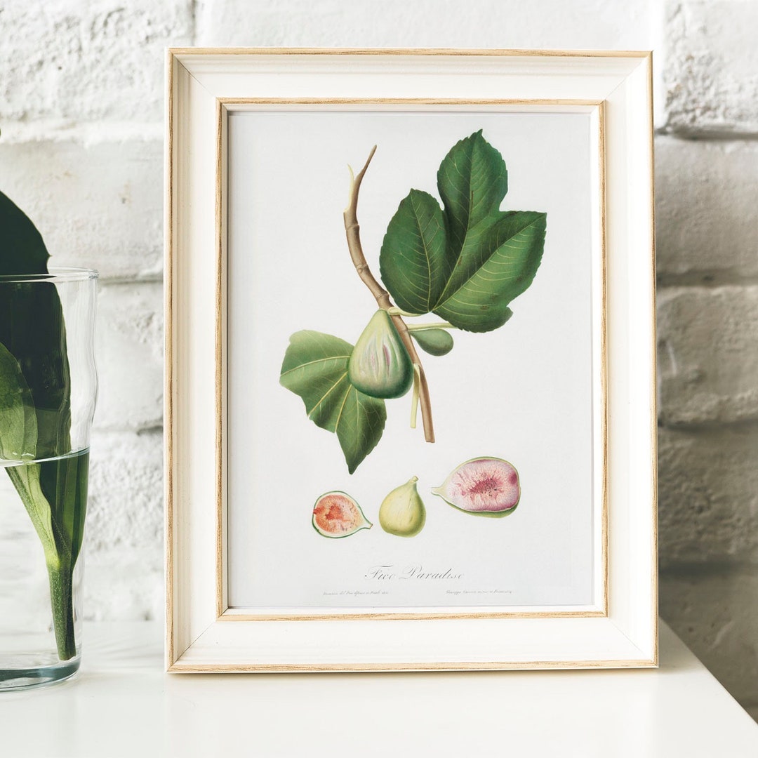 Fig Antique Print Illustration, Kitchen Poster, Ficus Carica Bifera ...