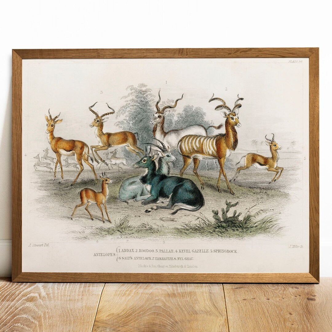 Gazelle Print, Antique Animal Painting, Vintage Drawing Poster Wall Art ...