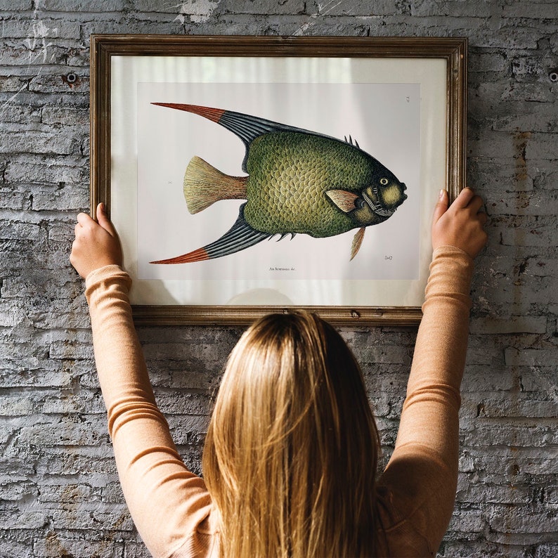 Angelfish Fish Print Vintage Fishing Poster Wall Art Decor - Etsy