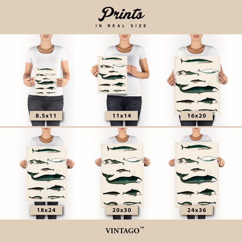 Whale Collection Print: Antique Animal Wall Art - Etsy