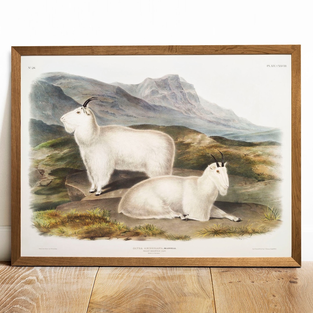 Mountain Goat Print, Antique Animal Painting, Vintage Drawing Poster ...