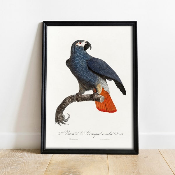 Parrot Poster - Etsy