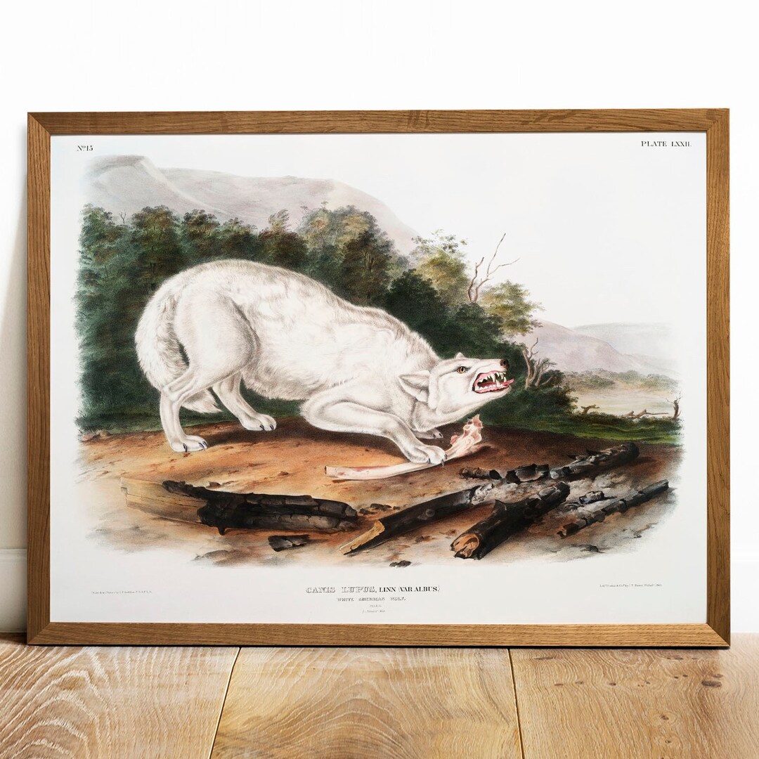 Antique White Wolf Print: Vintage Audubon Animal Art - Etsy