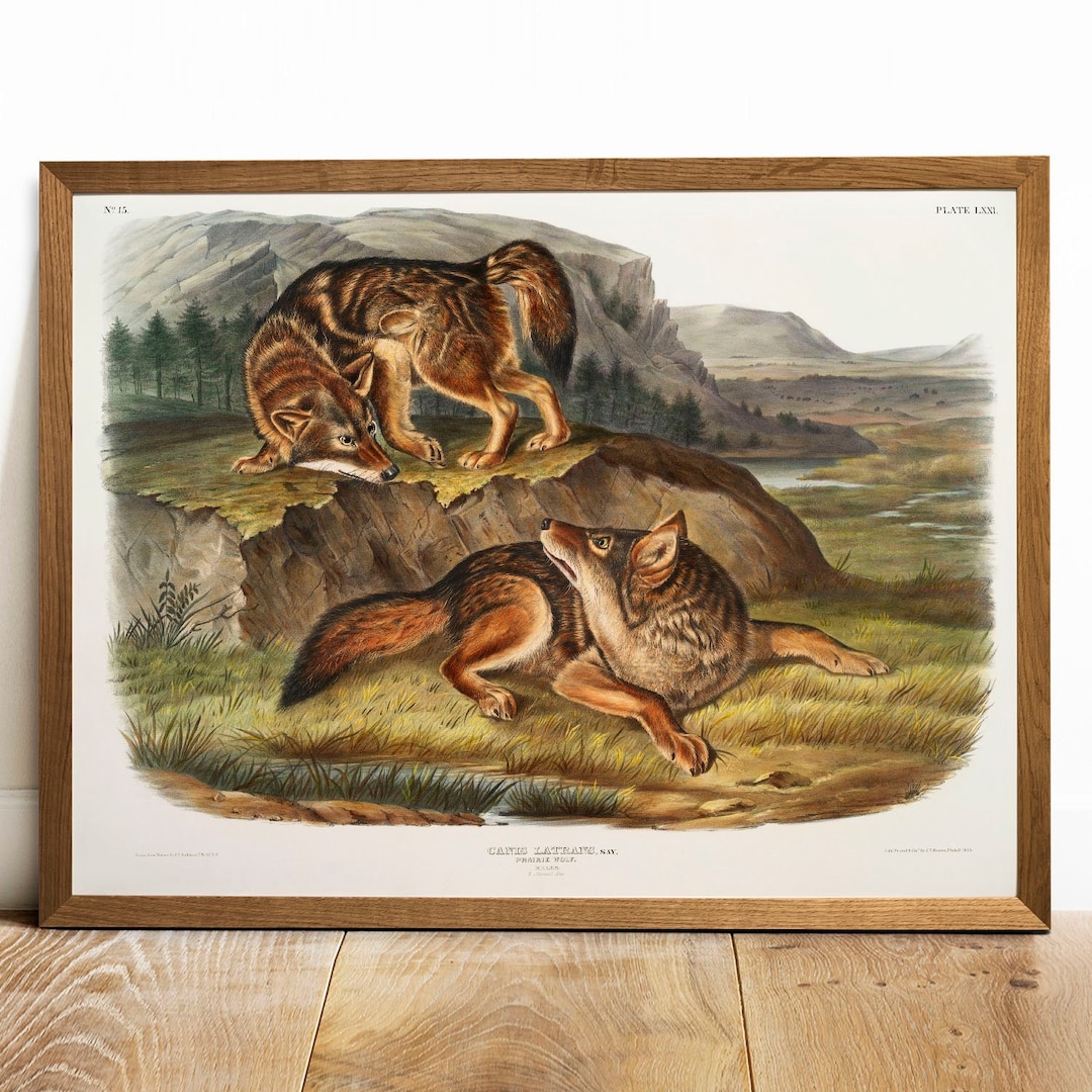 Prairie Wolf Print, Antique Animal Painting, Vintage Drawing Poster ...
