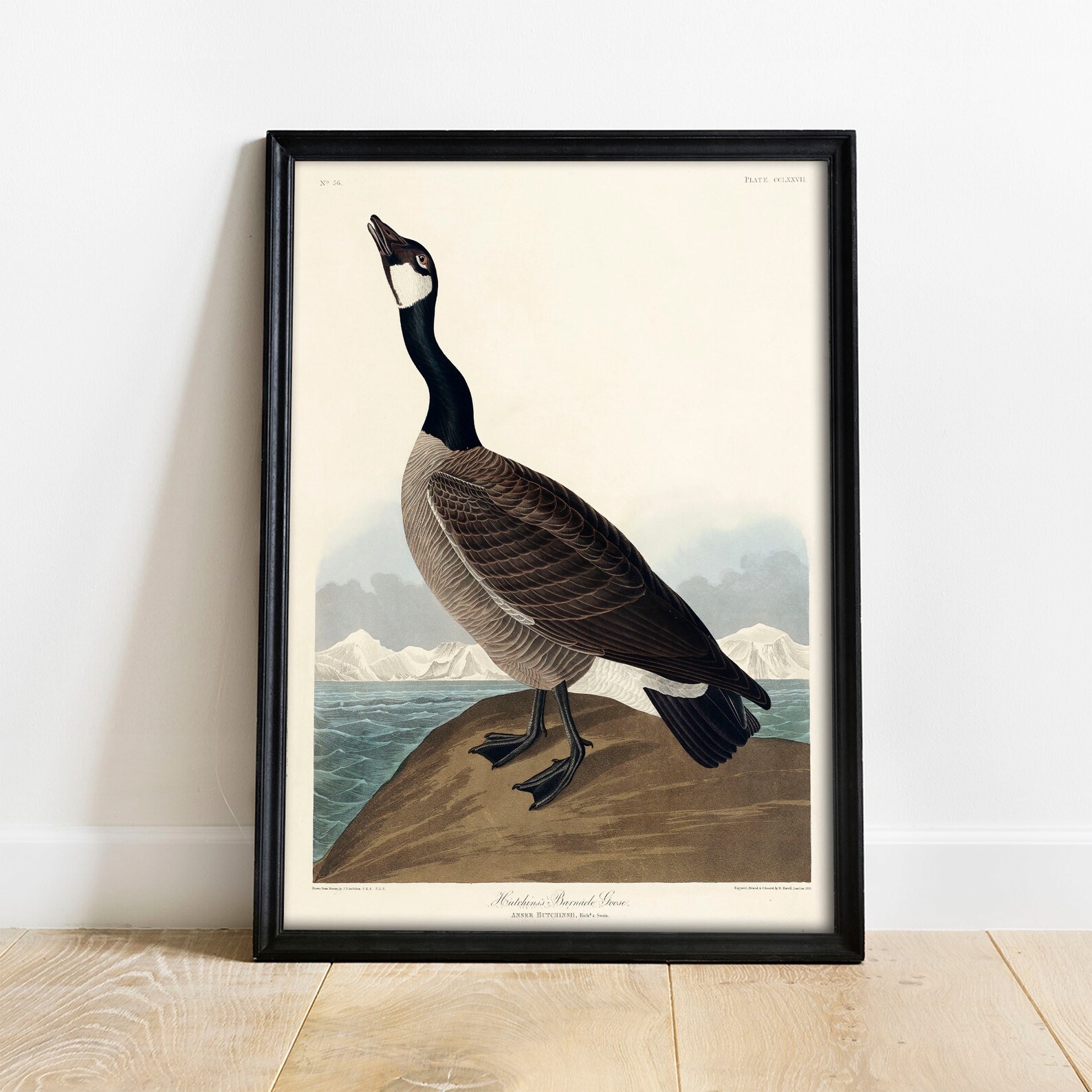 Goose Print Antique Bird Painting Vintage Drawing Poster - Etsy