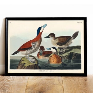 Duck Print, Antique Bird Painting, Vintage Drawing Poster Wall Art ...
