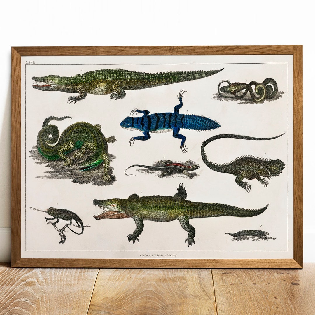 Reptiles Print, Antique Animal Painting, Vintage Drawing Poster Wall ...