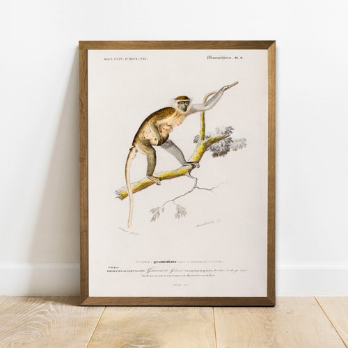 Monkey Print Antique Animal Painting Vintage Drawing Poster - Etsy