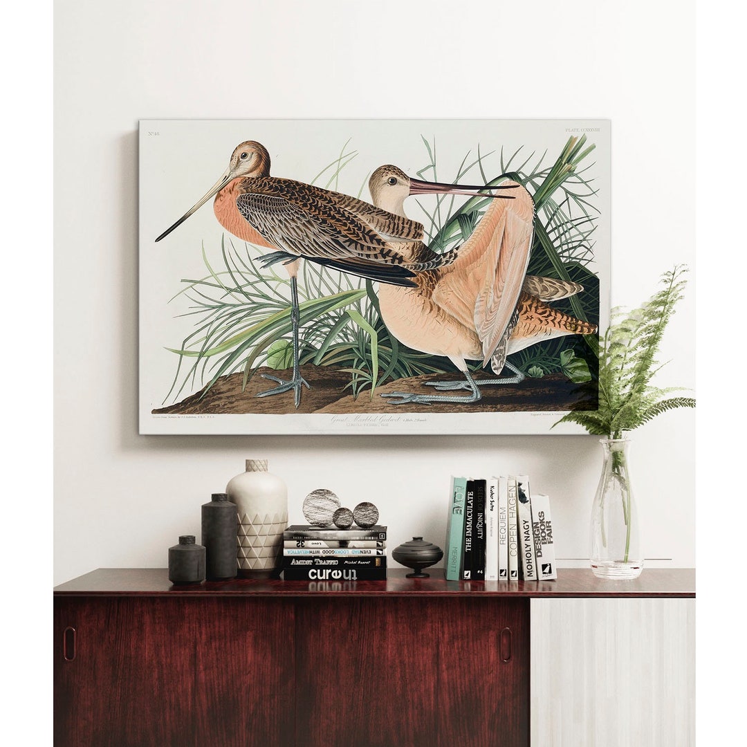 Godwit Canvas Print, Antique Bird Painting, Vintage Drawing Art Decor ...