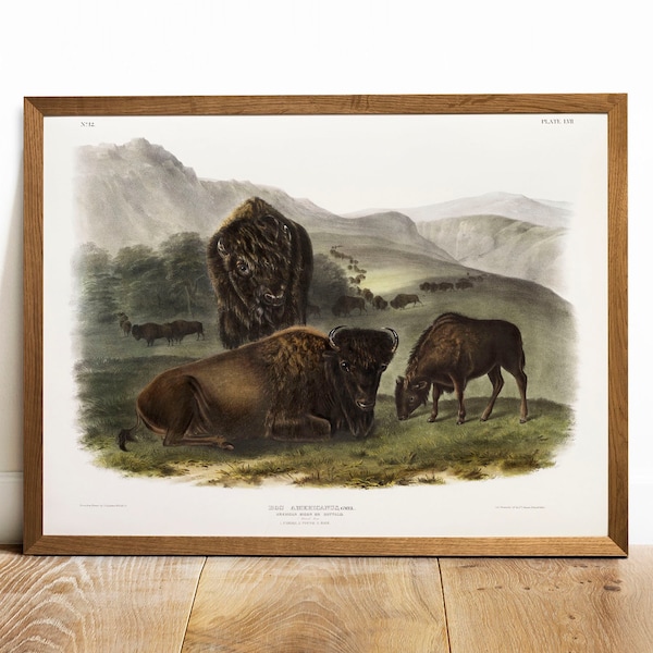 Bison Print - Etsy