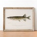 Pickerel Fish Print, Vintage Fishing Poster Wall Art Decor, Grass ...