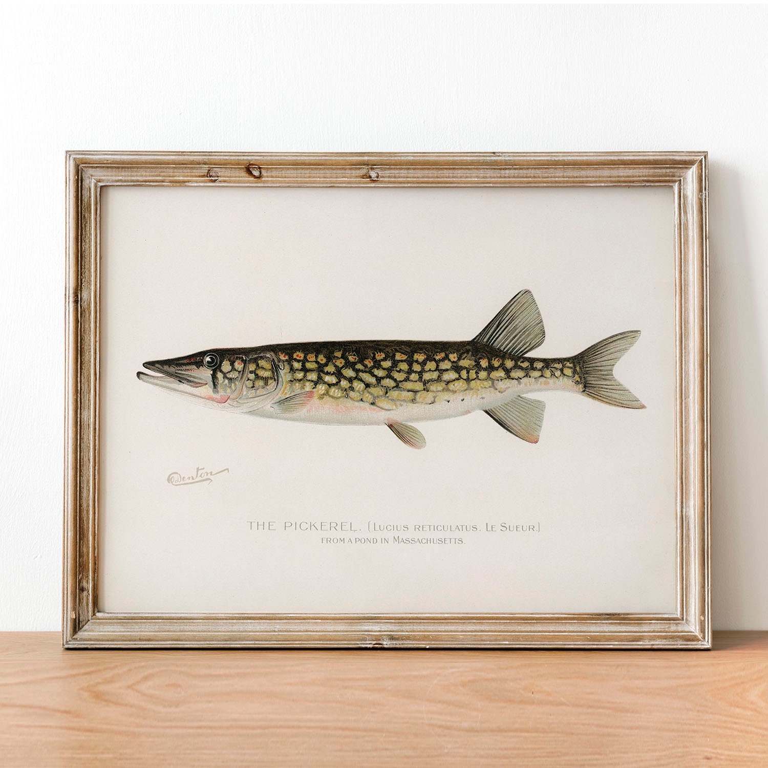 Pickerel Fish Print Vintage Fishing Poster Wall Art Decor - Etsy