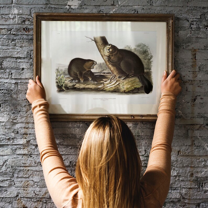 Antique Beaver Print: Vintage Zoology Art Decor - Etsy