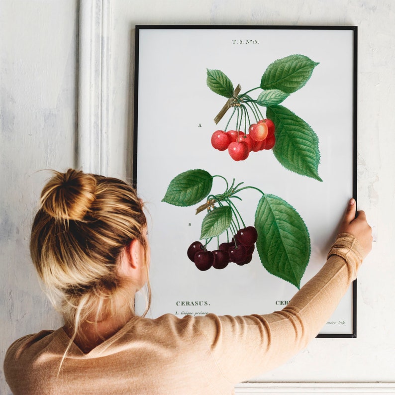 Cherry Print Vintage Botanical Poster Wall Art Decor Kitchen - Etsy