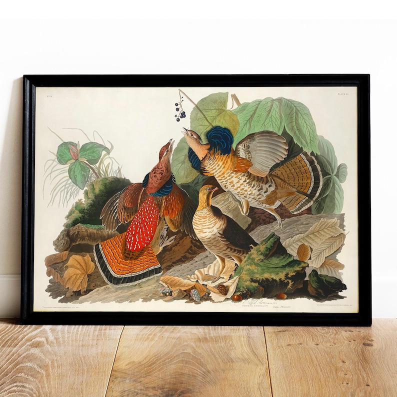 Audubon Grouse Print: Vintage Bird Drawing, Ruffed Grouse Wall Art - Etsy