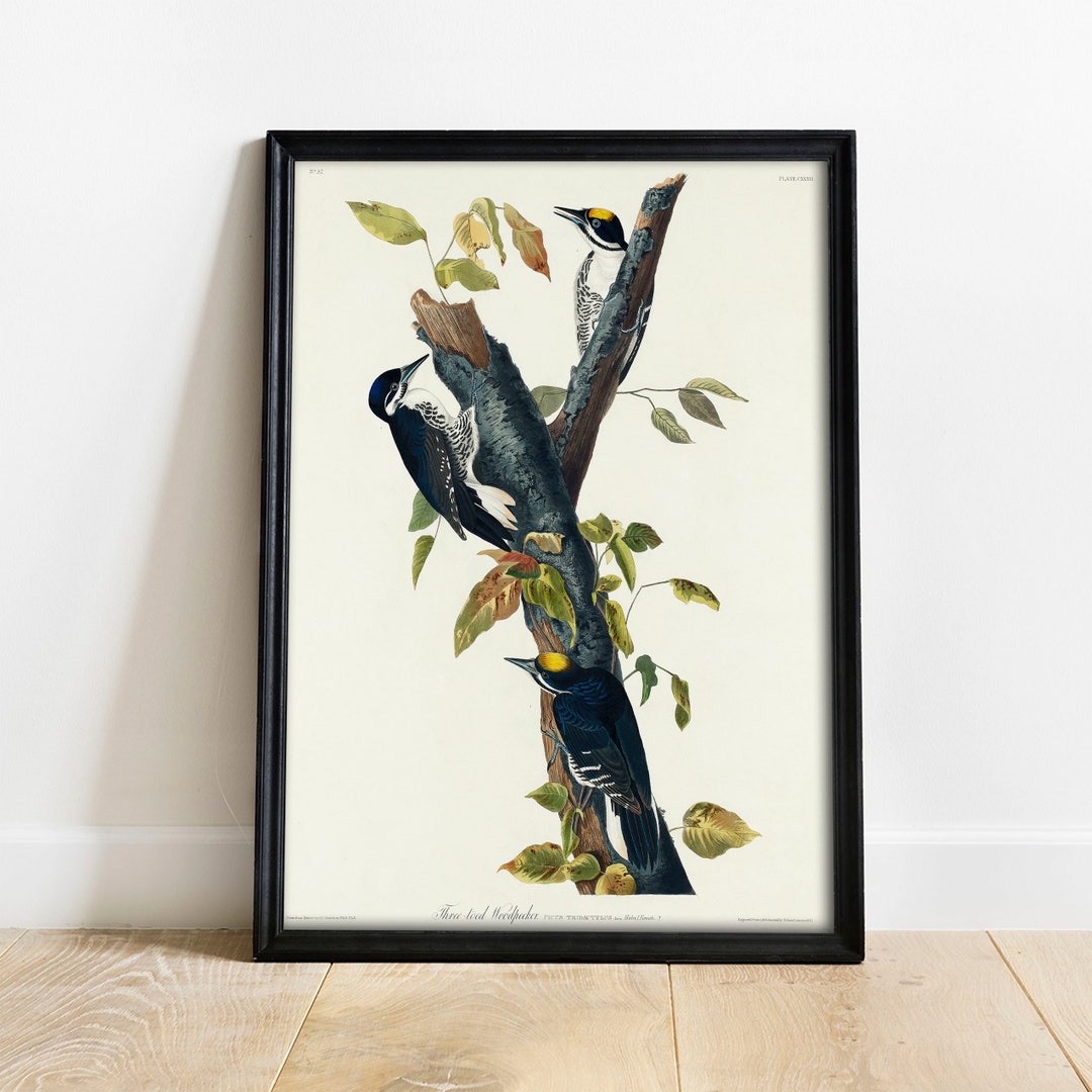 Audubon Woodpecker Print: Vintage Bird Drawing, Antique Wall Art - Etsy