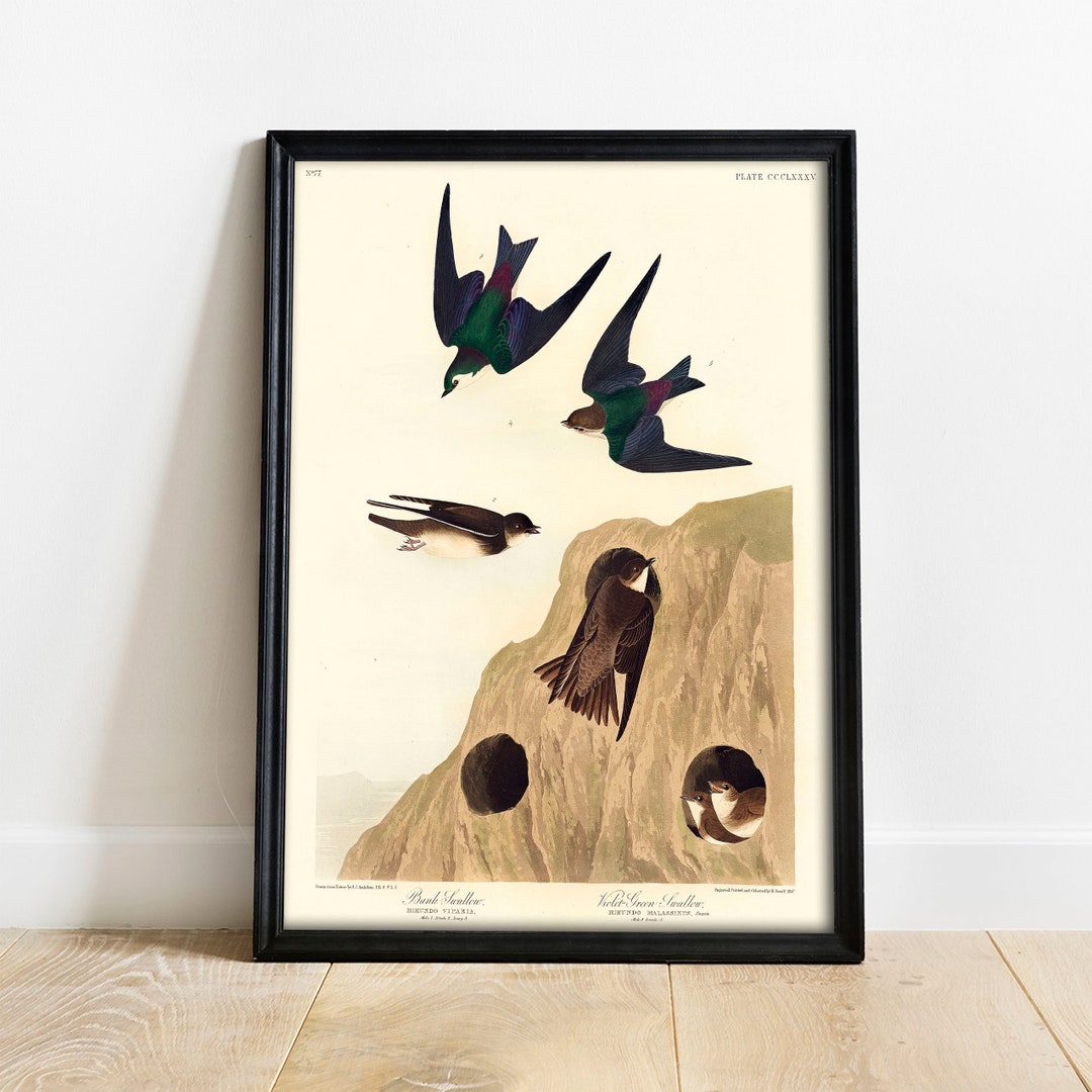 Audubon Bank Swallow Print: Vintage Bird Engraving Wall Art - Etsy