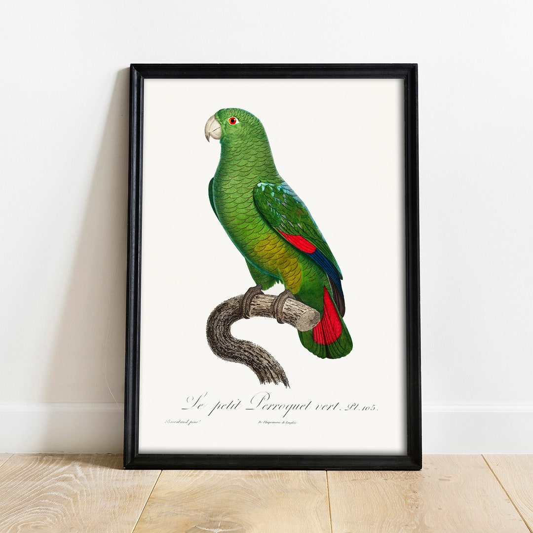 Parrot Print, Antique Space Painting, Vintage Drawing Poster Wall Art ...