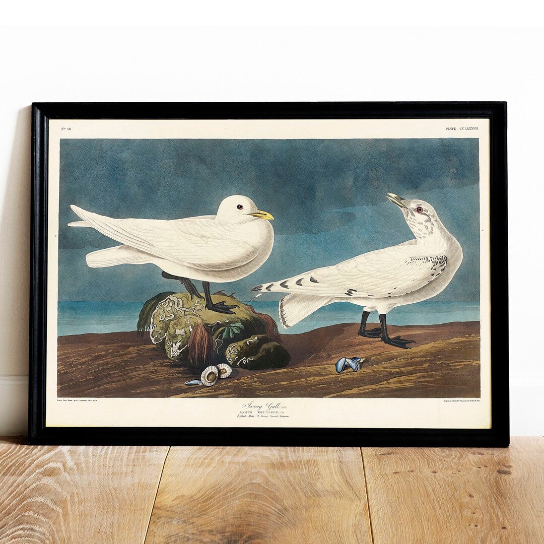 Gull Print, Antique Bird Painting, Vintage Drawing Poster Wall Art ...